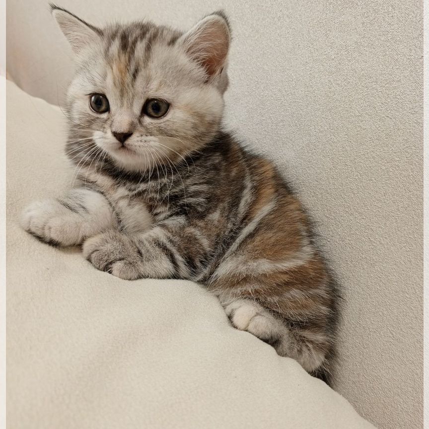 Британский короткошёрстный котёнок