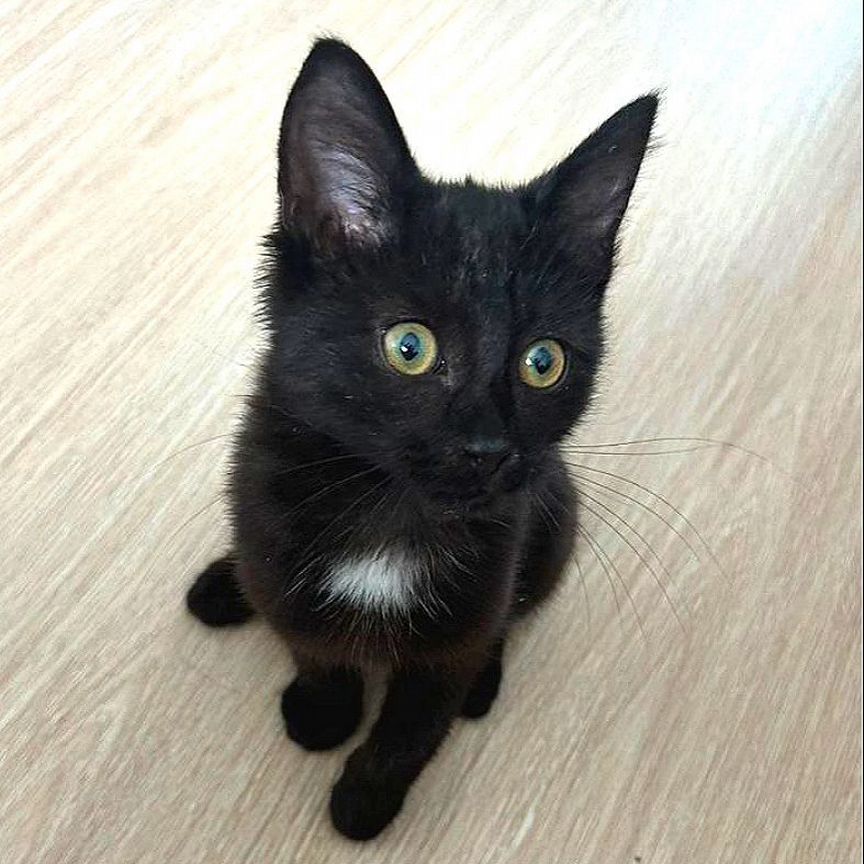 Котёнок-мальчик