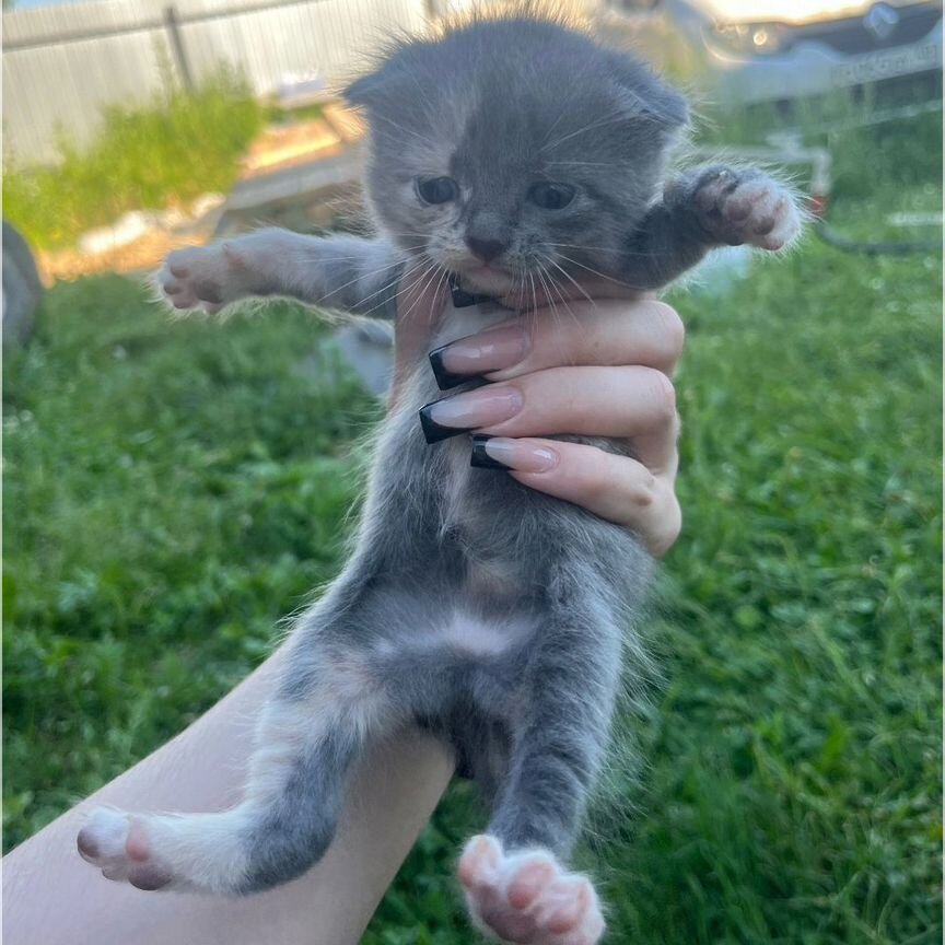 Шотландский вислоухий короткошёрстный котёнок