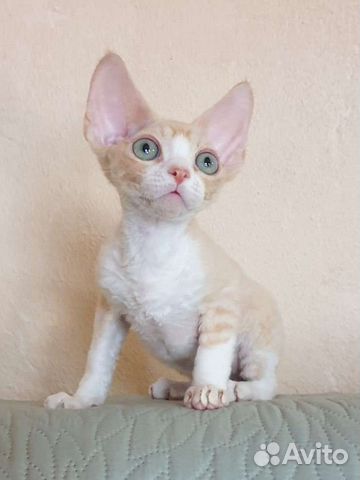 Котята девон-рекс