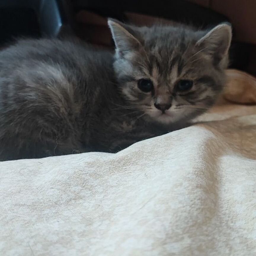 Котята