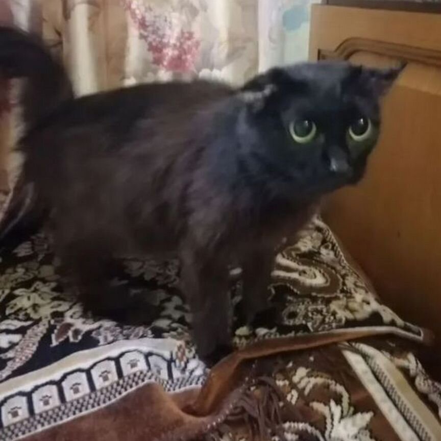 Кошка с подъезда
