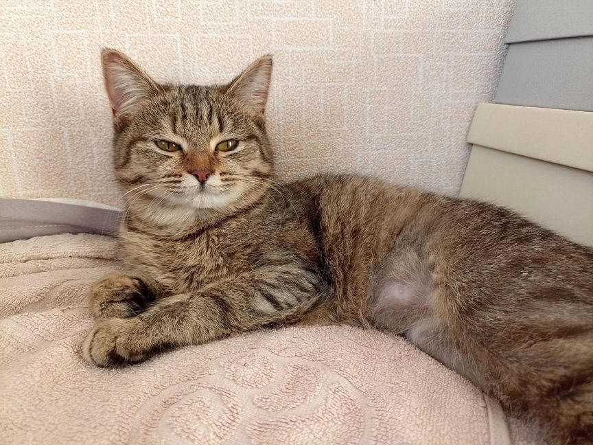 Важная вальяжная котенок Молли