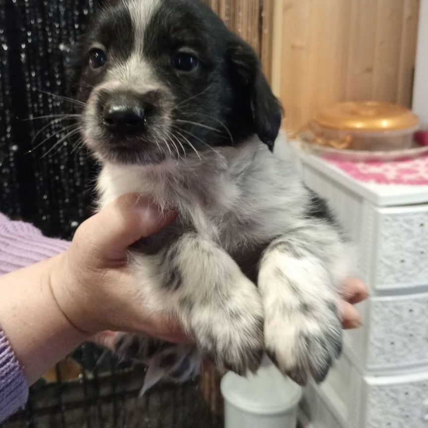 Щенки в добрые руки