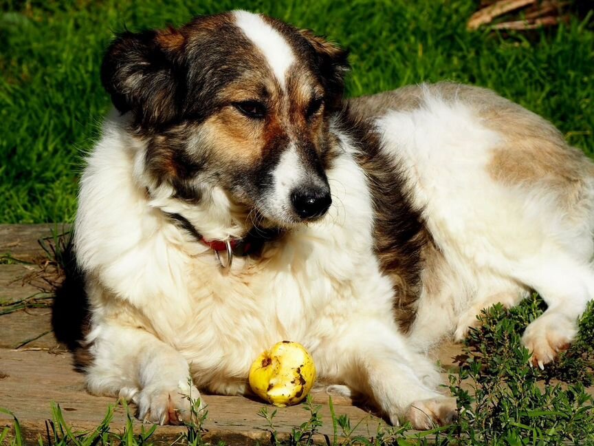 Красавица Бэлла из приюта ищет дом