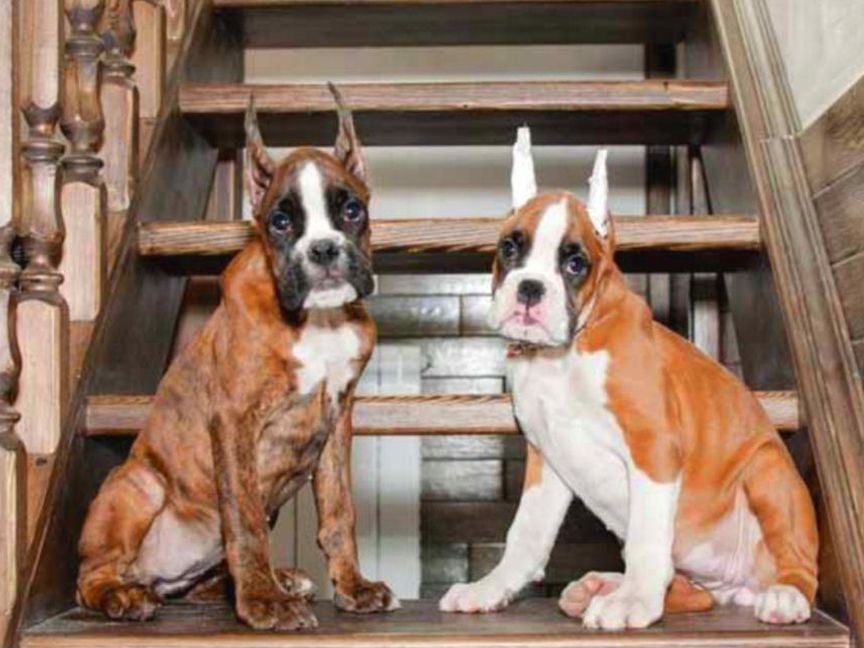 Настоящий боксер