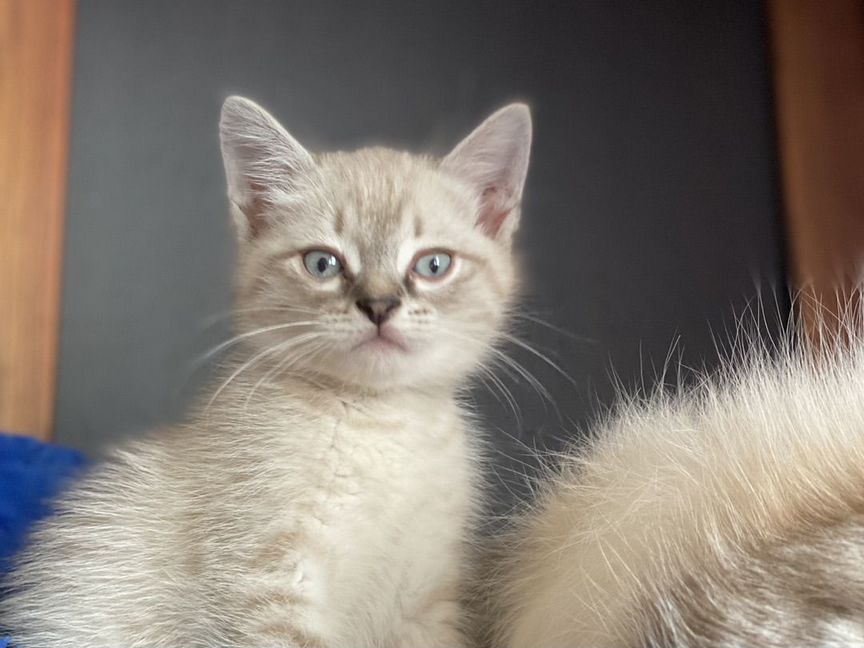 Котенок