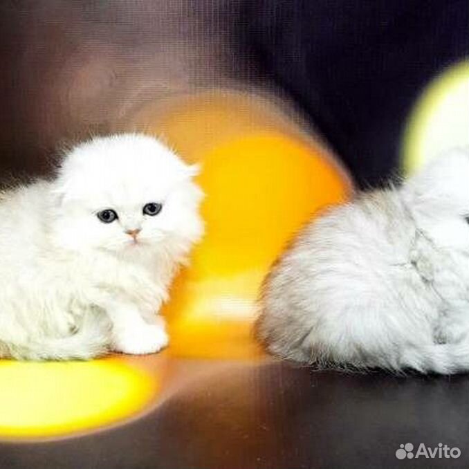 Вислоухая кошечка серебристая шиншилла