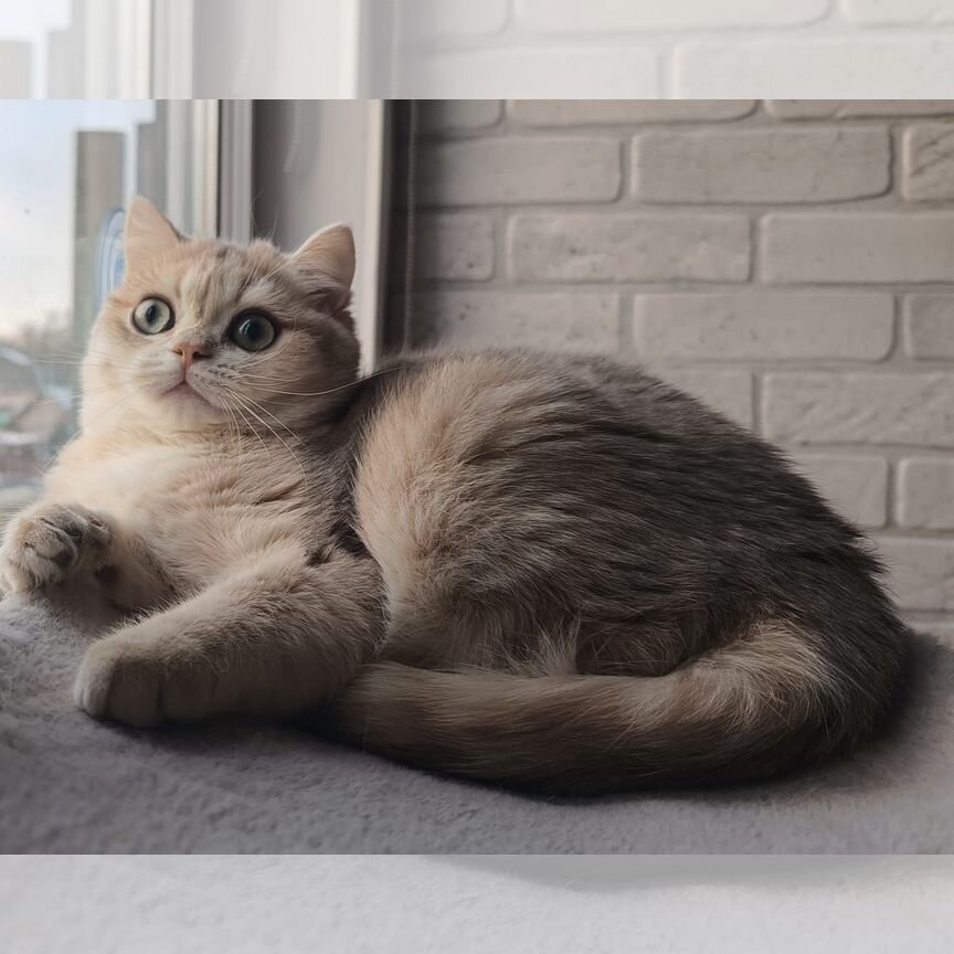 Британский котик