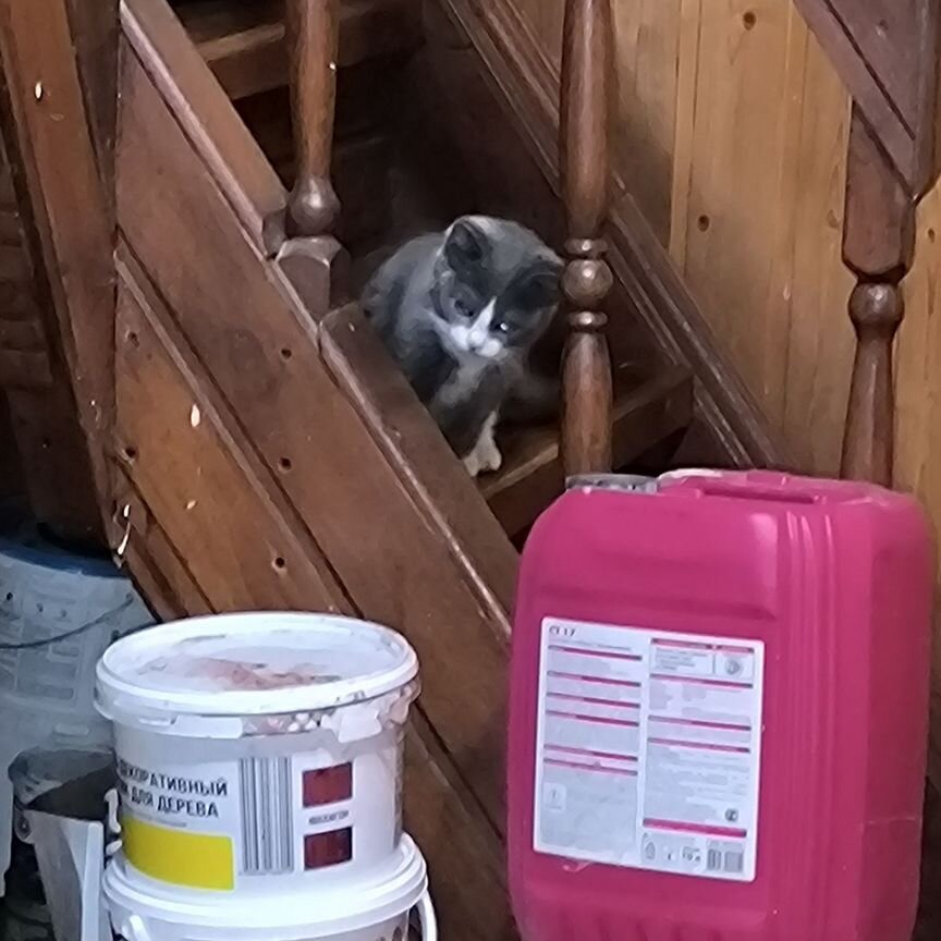 Котенок домашний в добрые руки