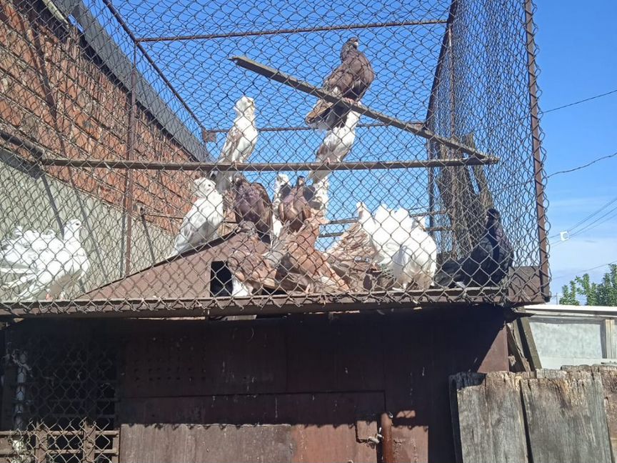 Голуби домашние