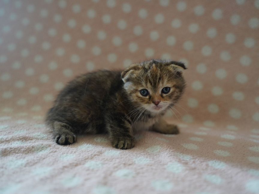 Шотландские вислоухие котята