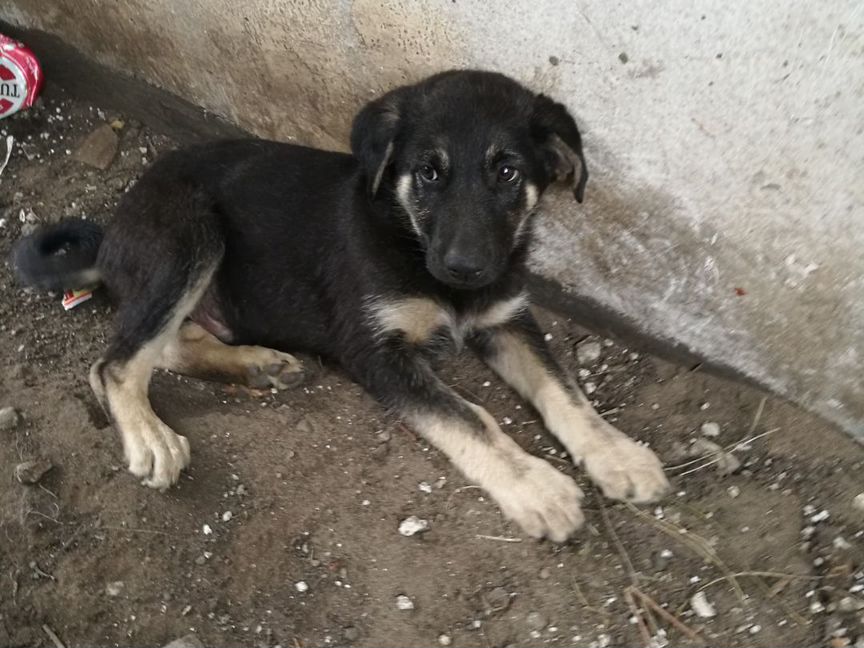 Щенок лайка&овчарка