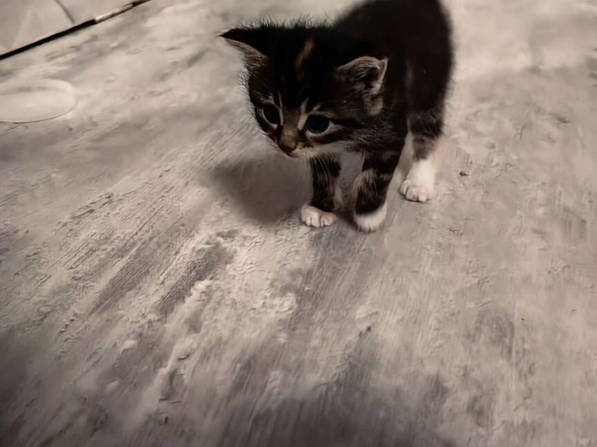 Отдам котят