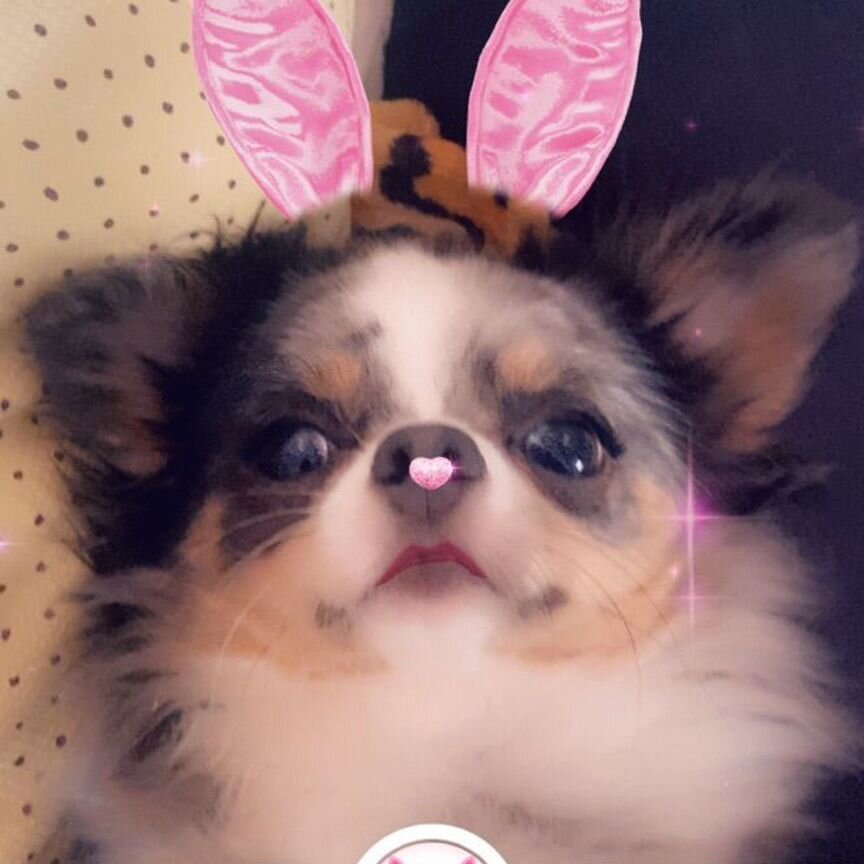 Собака в добрые руки чихуахуа