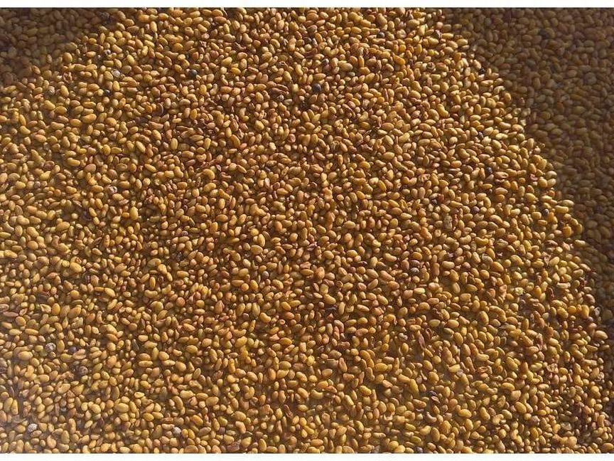 Семена люцерны