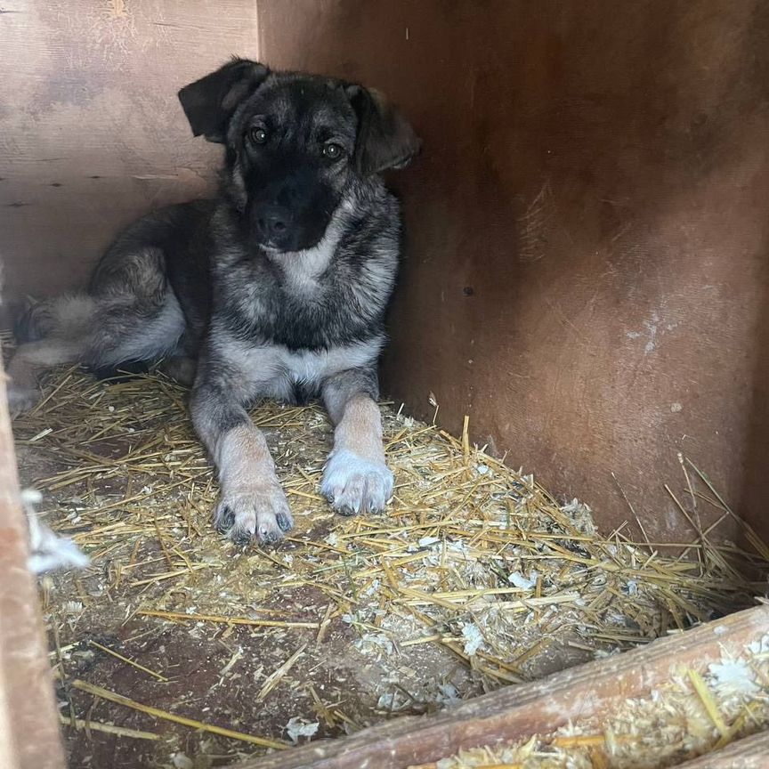Малыш Олимп из приюта Некрасовка