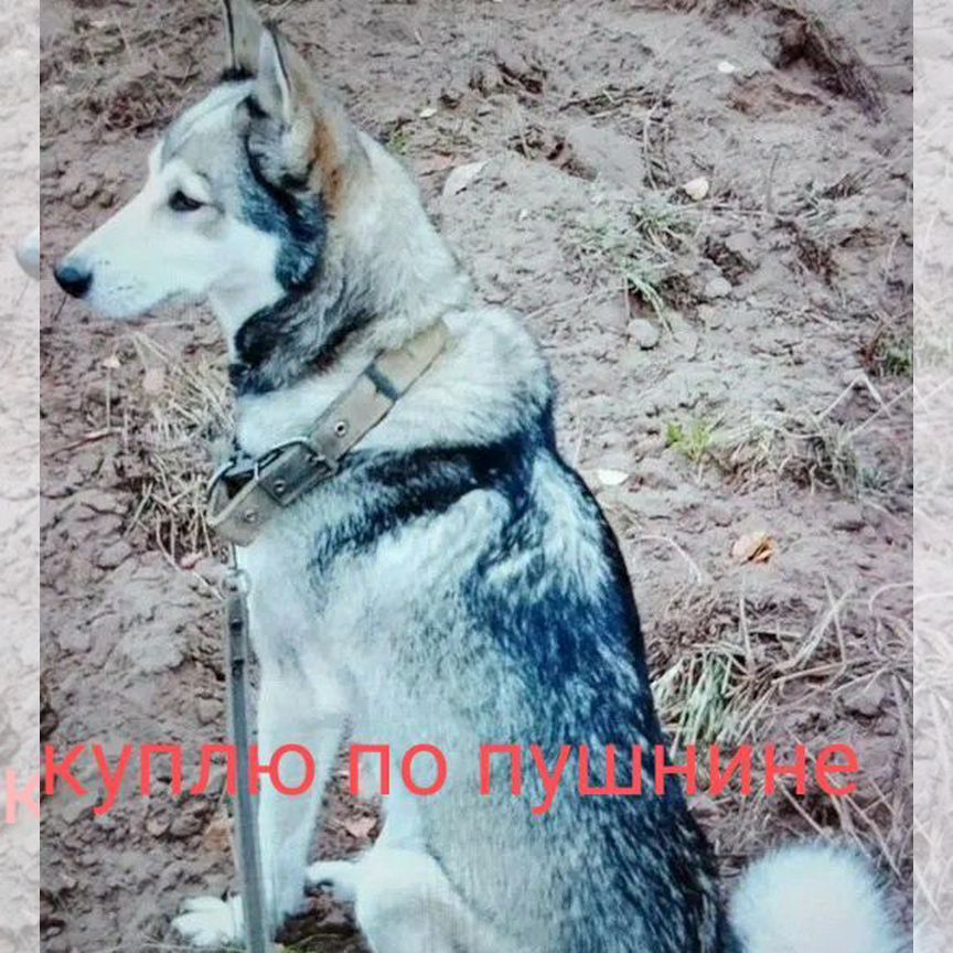Лайка, взрослая собака