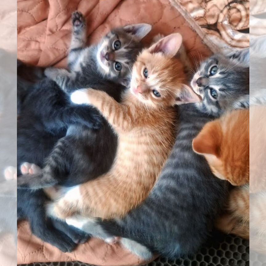 2 серые кошки,остальнве коты: темный и 2 рыжих