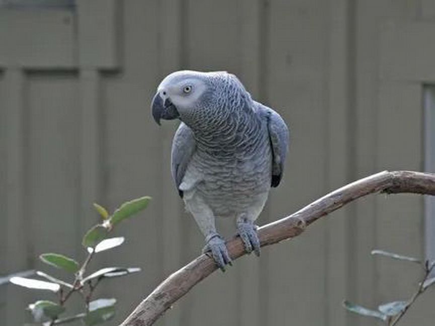 Серый попугай