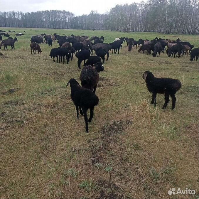Овцы эдильбаевской породы