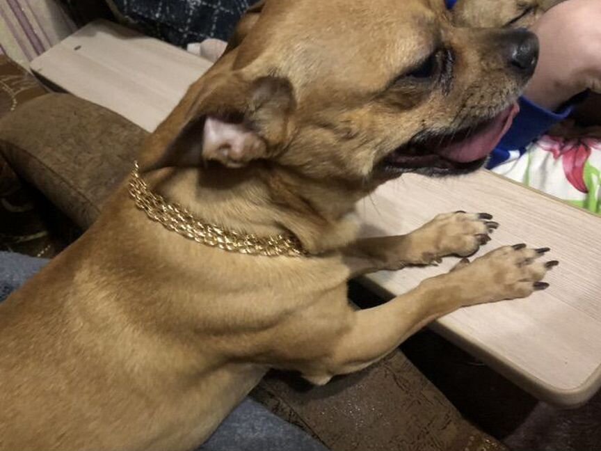 Собака для вязки