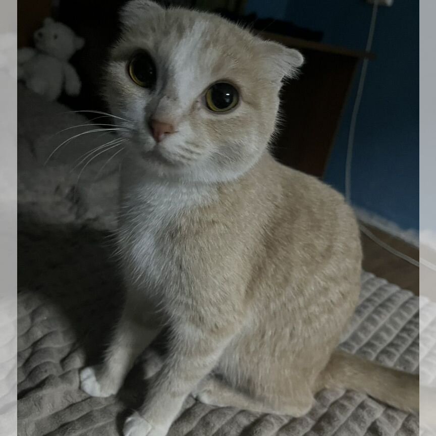 Шотландский вислоухий короткошёрстный котёнок