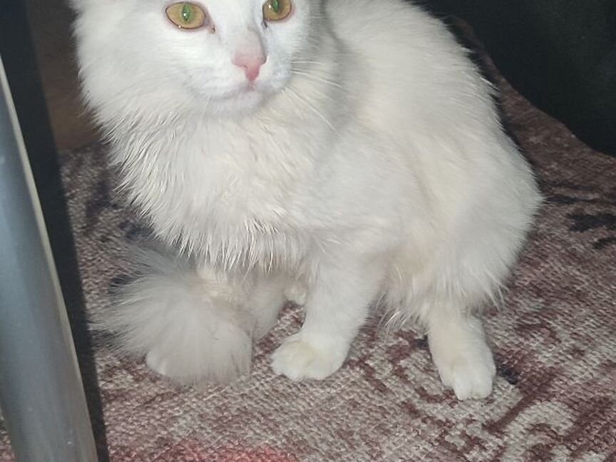 Кошка в добрые руки