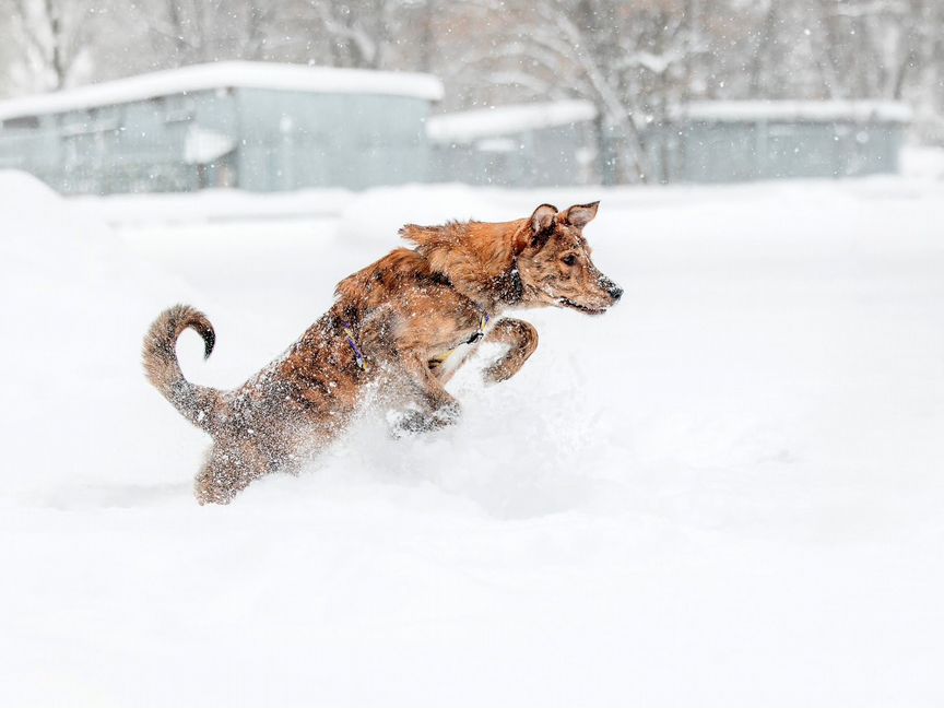Краш ищет дом