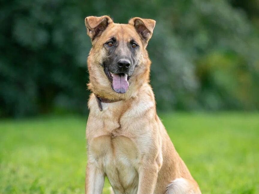 Красавица Рейна 1,5 года ищет дом