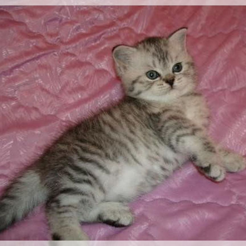 Бриташечки