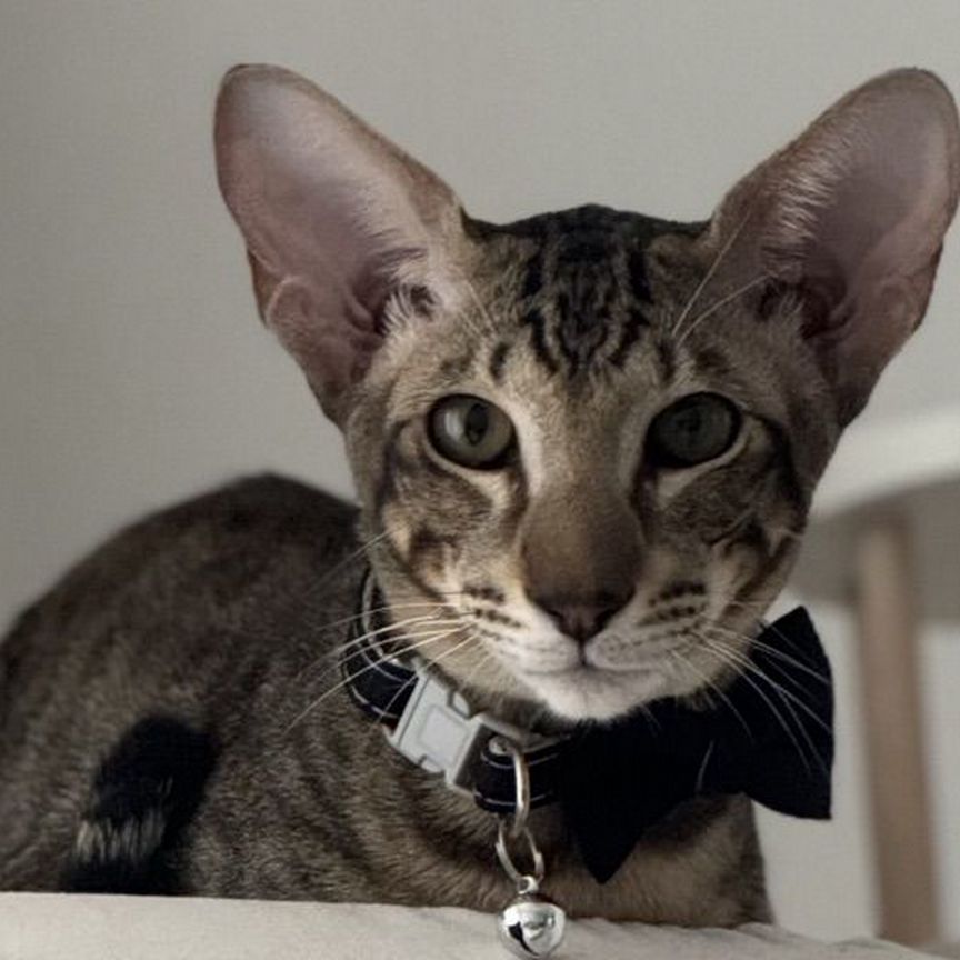 Ориентальный кот, взрослый