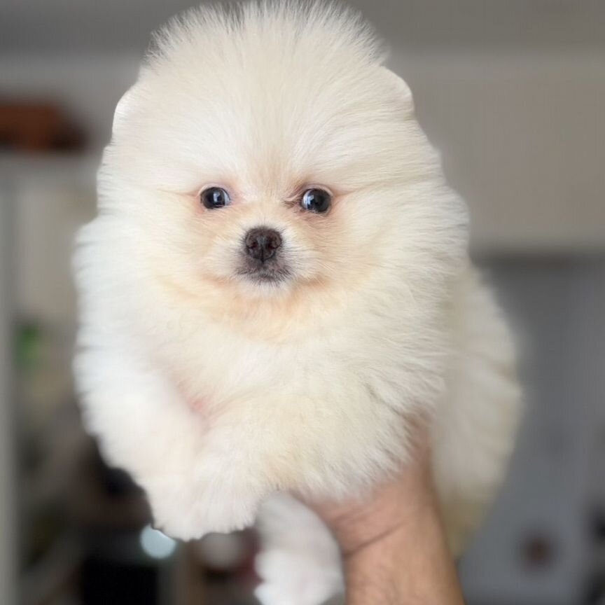 Померанский шпиц, щенок