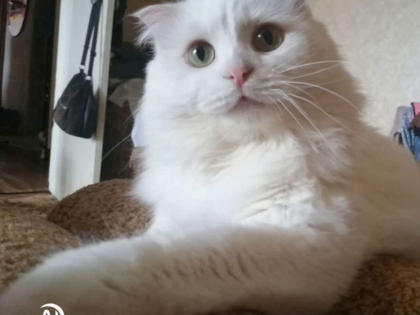 Отдам кота в добрые руки