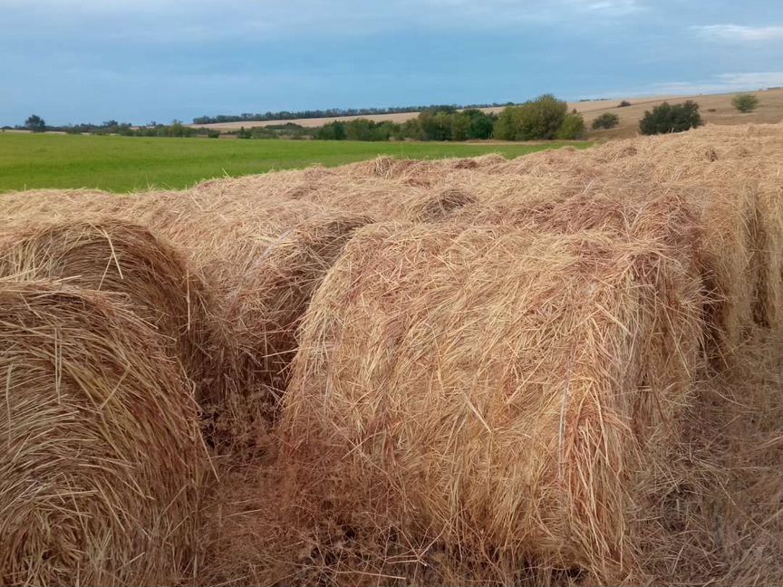 Сено в рулонах суданская трава 2023