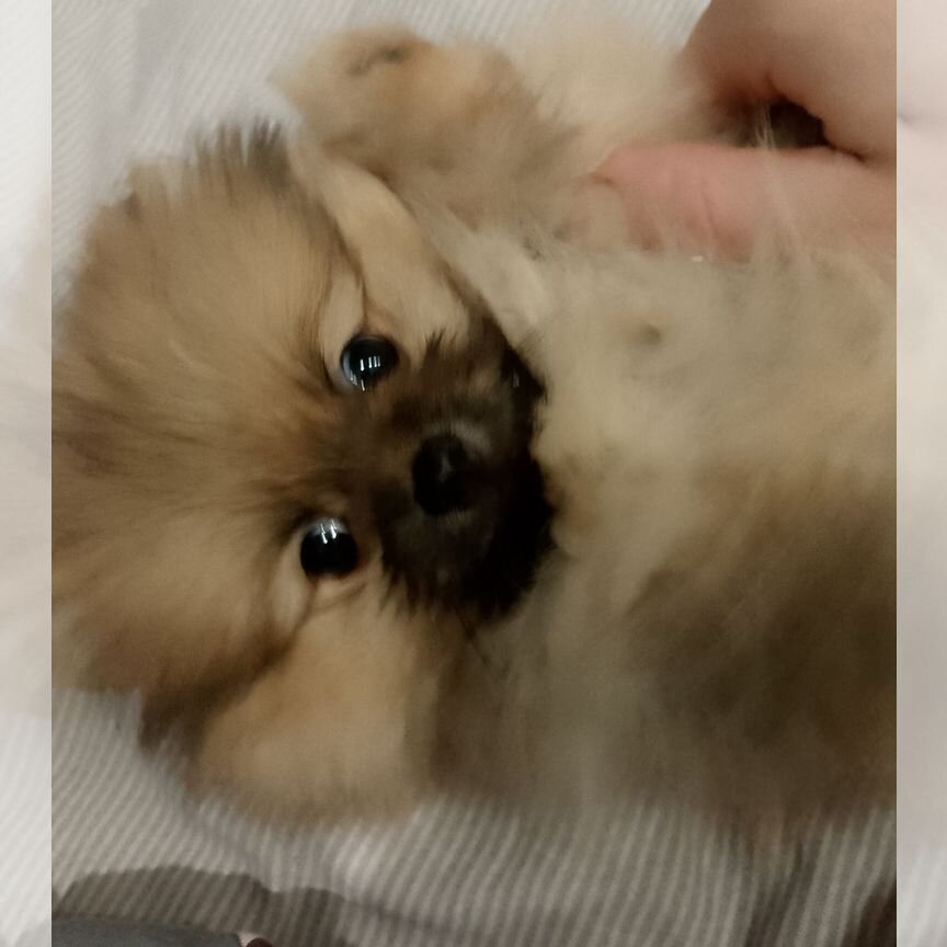 Померанский шпиц, щенок