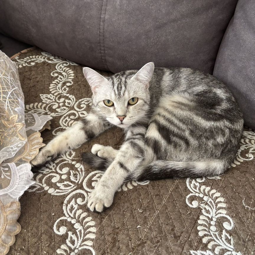 Кошки в добрые руки