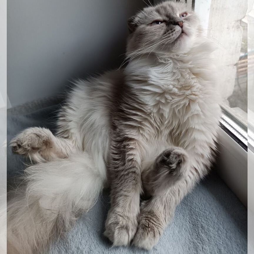Взрослая, кошка в добрые руки