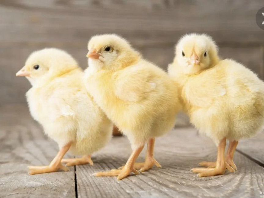 Цыплята бройлеры кобб 500