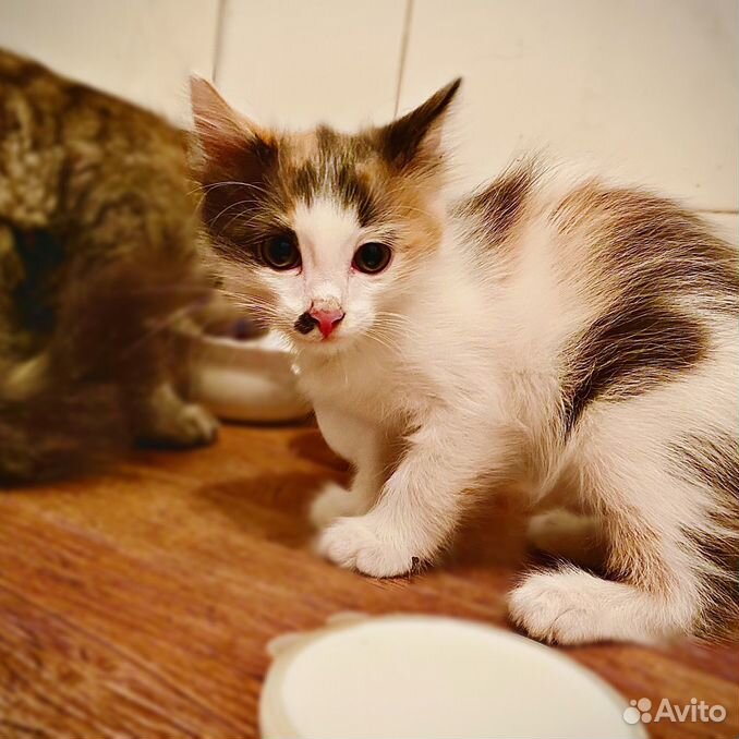 Обычные котенок