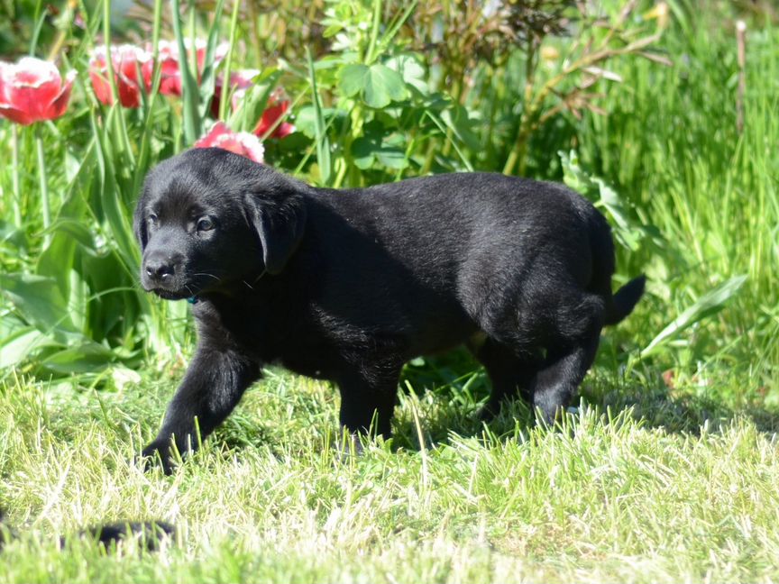 2 мальчика фенотипы