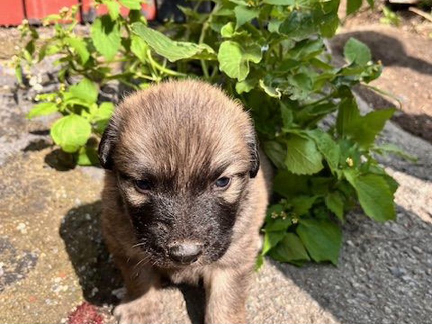 Щенки двортерьера)