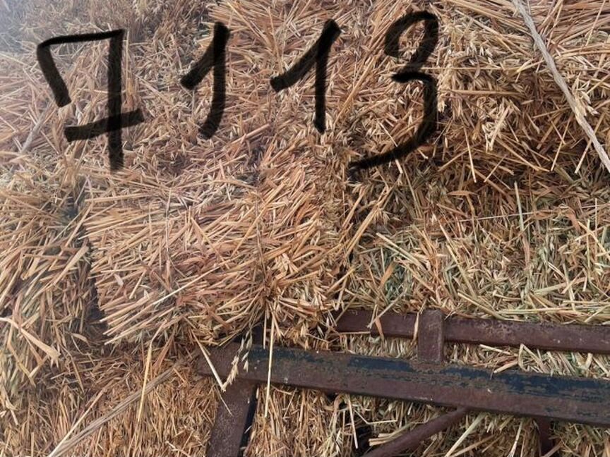 Солома с доставкой, бычки, телки