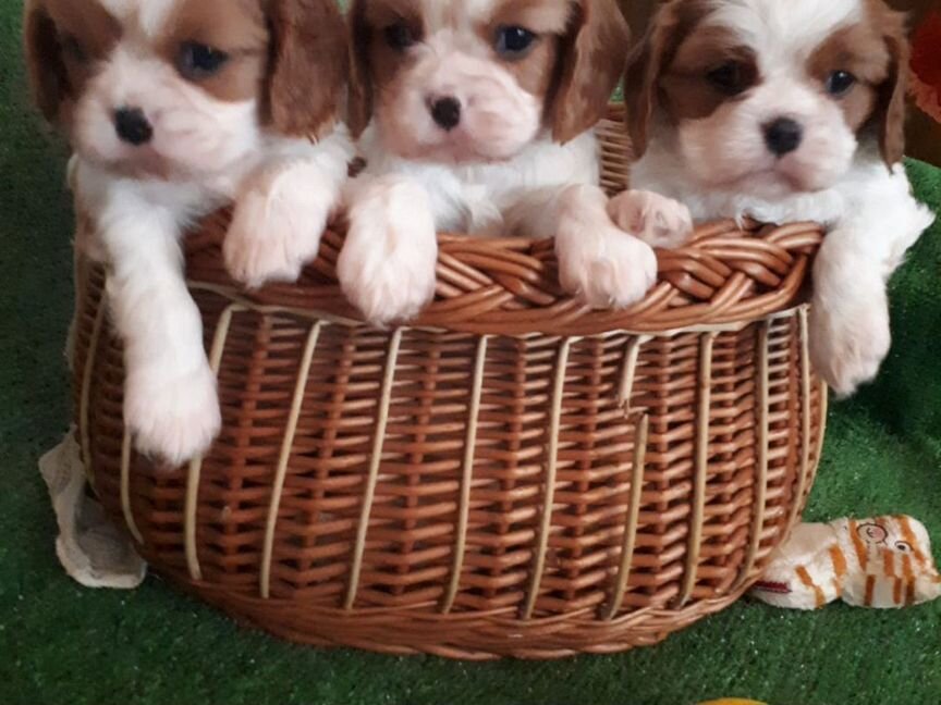 Кавалер Кинг Чарльз Спаниель