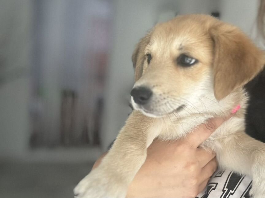 Щенок девочка