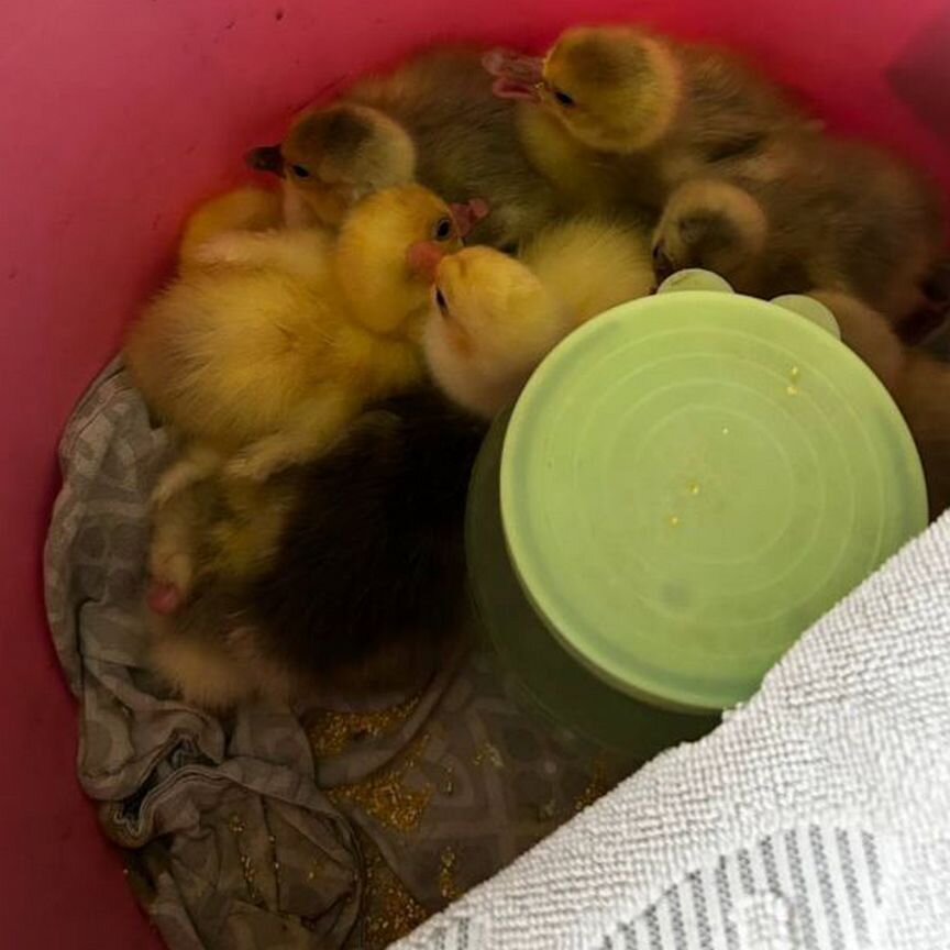 Гусята суточные