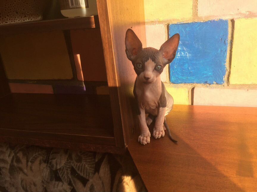 Котята сфинкс