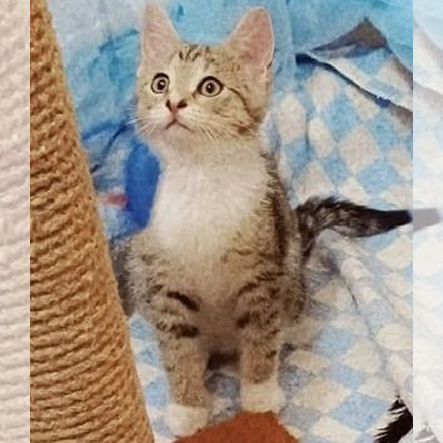 Европейский короткошёрстный котёнок