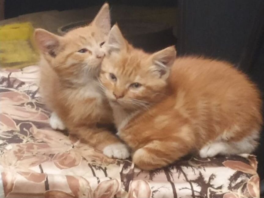 Солнышки (котята, 2,5 месяца)