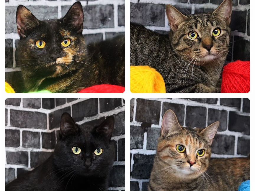 Кошка кот котенок бесплатно